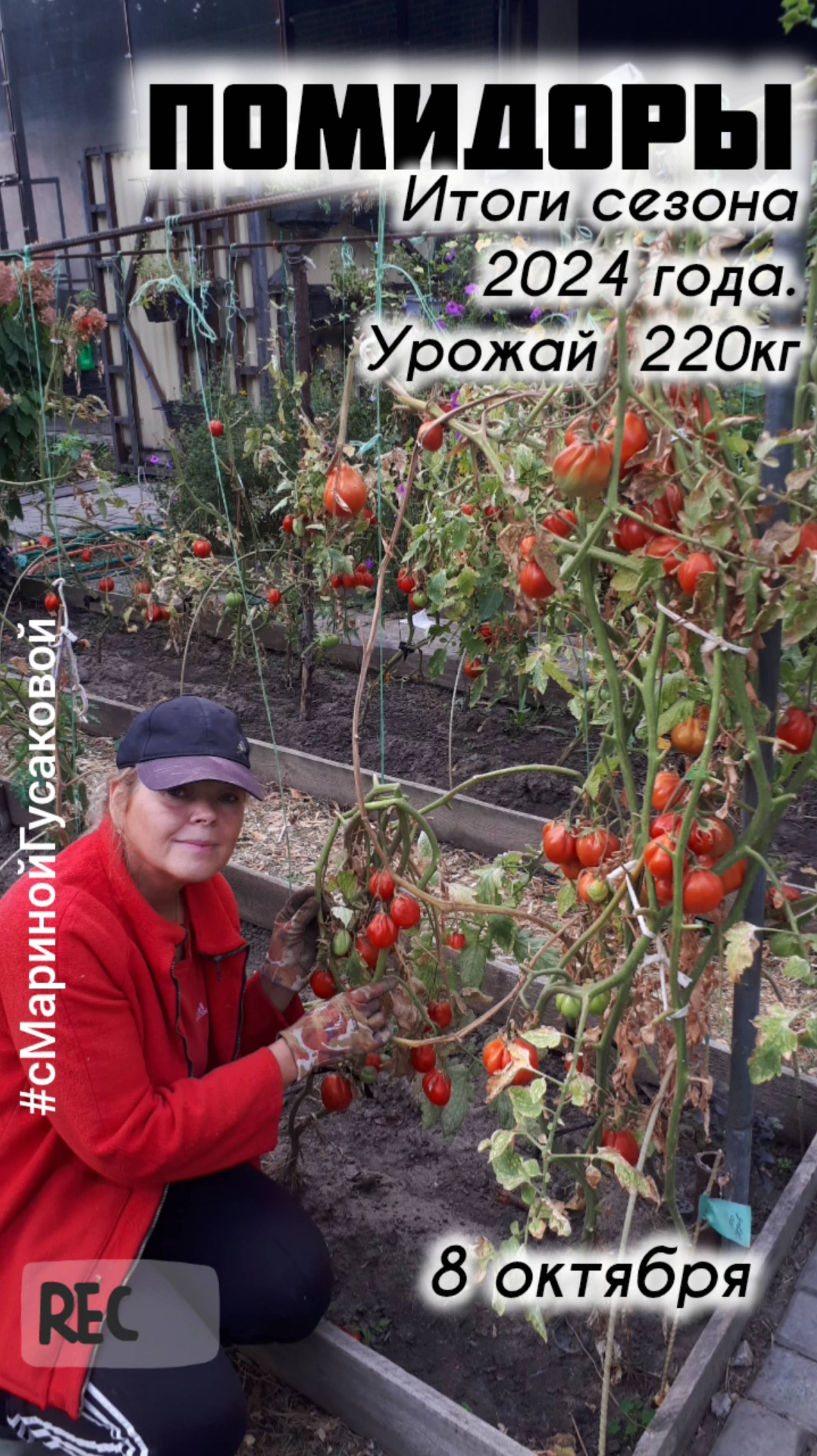 ПОМИДОРЫ ОСЕНЬЮ в открытом грунте УРОЖАЙ ПОМИДОРОВ 🍅  Последний сбор 8 октября 🍅