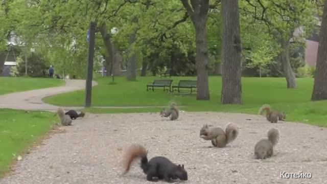 Фильм для кошек и котов, 2. Длинная версия. Не для людей!