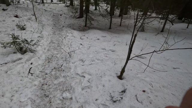 Самая большая ель Фенноскандии и долина зайцев.