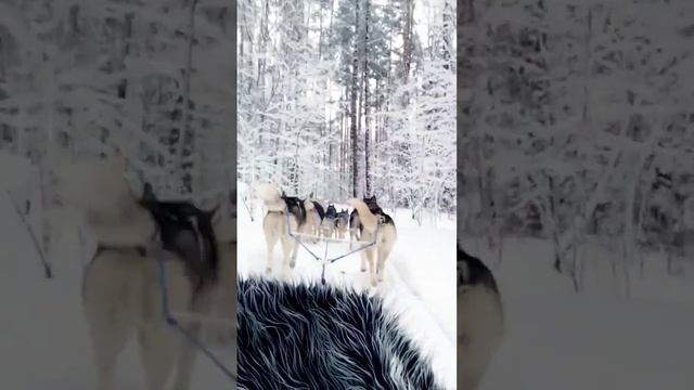 Зимой на собачьей упряжке. Очень трясëт.