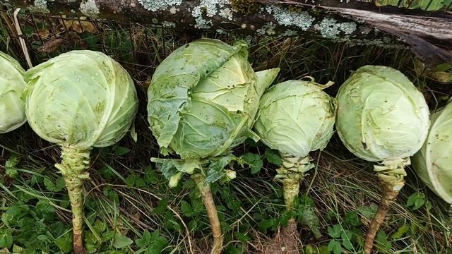 Куда подевали капусту? Октябрь 2024 года