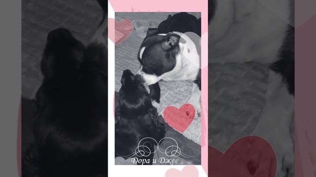 Никто тебя не любит так как я 💘 #спаниель #стаффбуль #любит #собаки #друзья #животные #весело