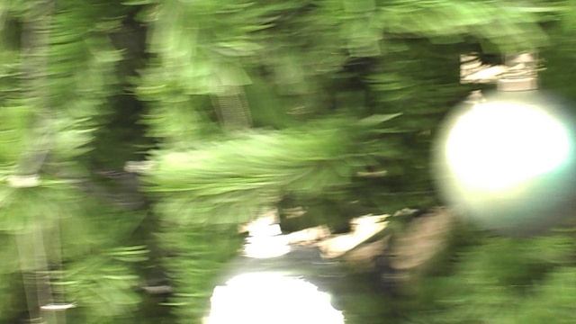 DSCN363Ставрополь январь 2021Поездка на новогодние праздники.Парк Победы,новогодняя елка.