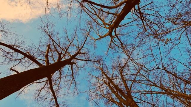 Nahide Babashlı - Anlasana 2024 | Trending Music 2024 | REMIX by XonSaroy Prod