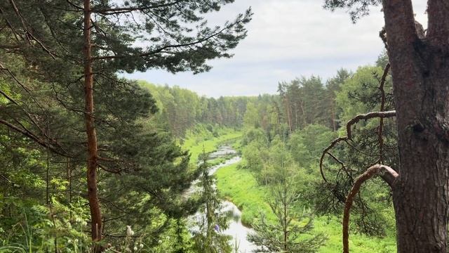 Красивый дождливый день в лесу