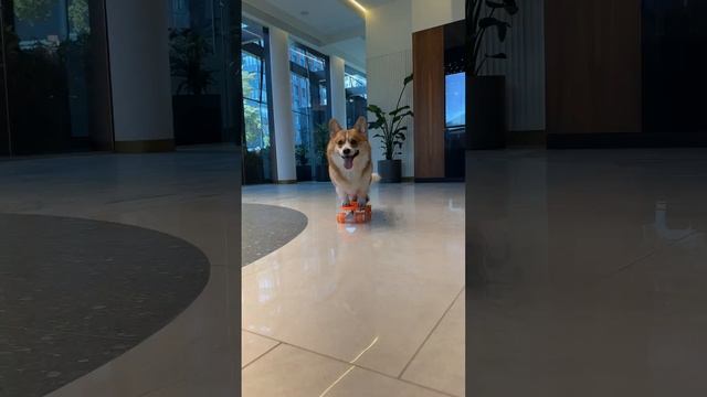 Люблю лето #коржмарти #корги #собака #животные #юмор #любовь #corgi #dog #animals #funny