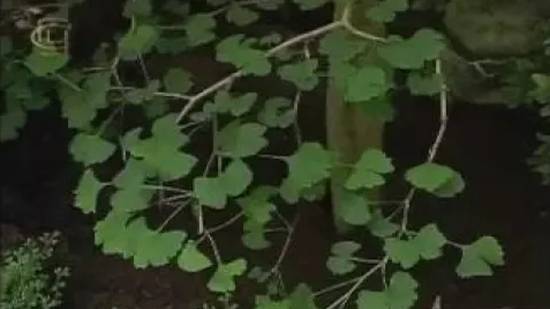 Разнообразие голосеменных. Класс гинкговые