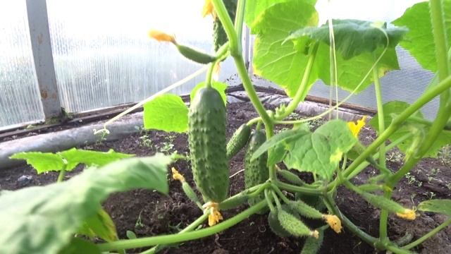 ОГУРЦЫ В ОКТЯБРЕ.