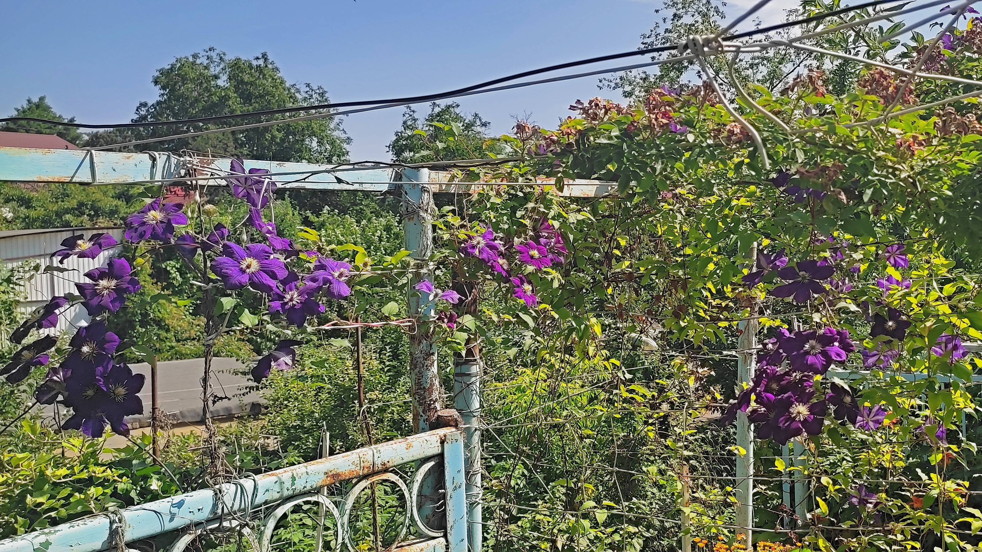 2024 июль Хатка   Дарите женщине цветы , фото