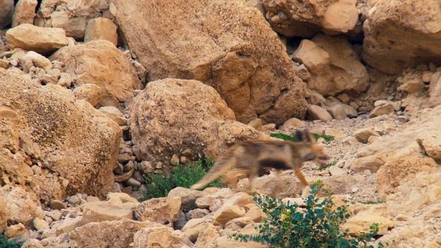 Горы Аравийского полуострова.