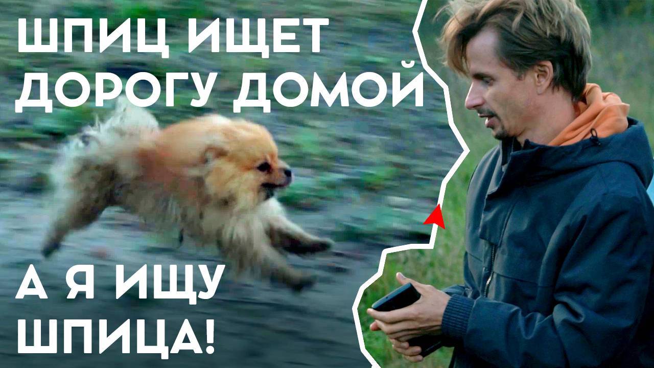 Найдет ли собака дорогу домой. Отвез шпиц в поля для эксперимента.