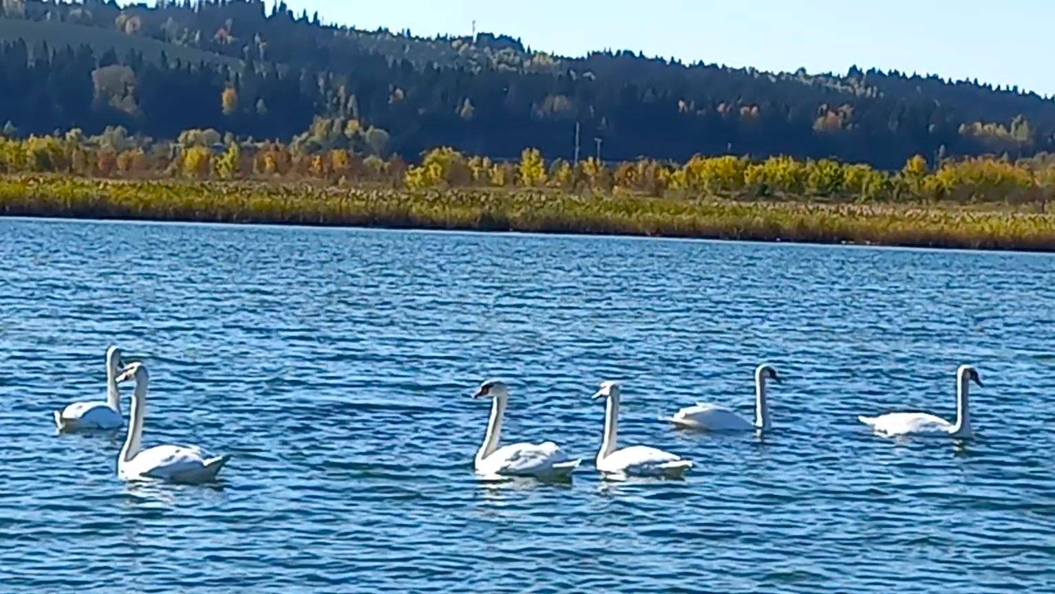 14 Кладезь мгновений. Лебеди в Усть-Кишерти