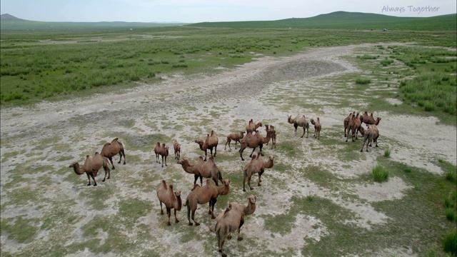 Их сотни в одном озере...и это не рыбы. Лошади и коровы, верблюды и бараны собрались в одном месте