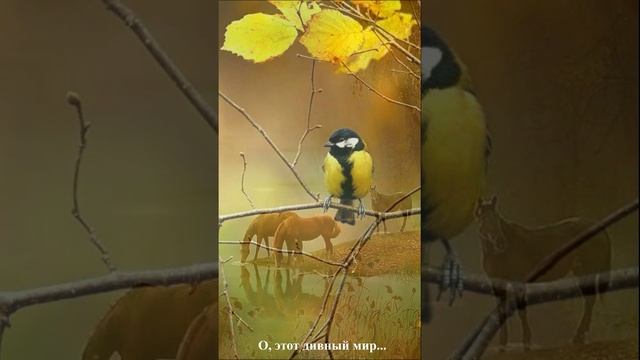 О, этот дивный мир...