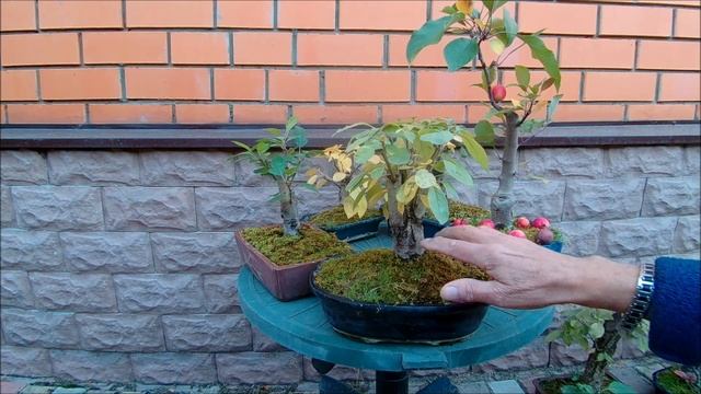 Бонсай открытая книга от А до Zють начальное формирование яблонь первые ветки осень 2024 год 44 ч