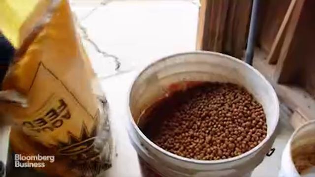 Unit 4 Video activity Fish farm goes vegetarian