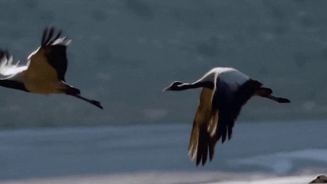 ЖУРАВЛИ - авторская песня ЮРИЯ СТАРЦЕВА, в авторском исполнении