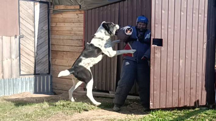 Тест аборигенных САО на самостоятельную охрану территории
