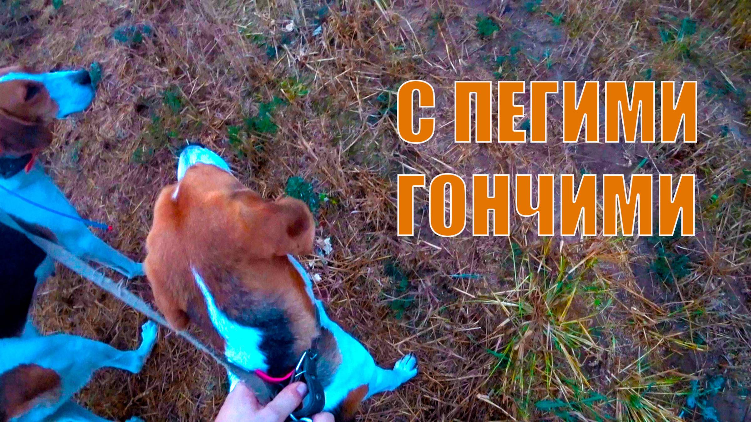Охота с ПЕГИМИ гончими. Пишу больше гона