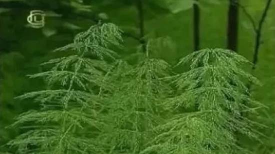 Отдел хвощевидные. Разнообразие хвощевидных