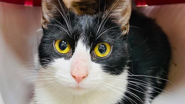 Проект "Мы в ответе за тех, кого приручили" - новые победы и достижения