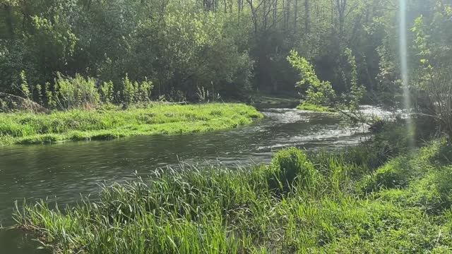 Река Воргол в Липецкой области. Весна. Рыбки в реке