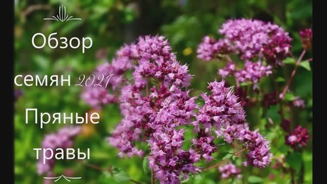 Обзор семян - Пряные ТРАВЫ