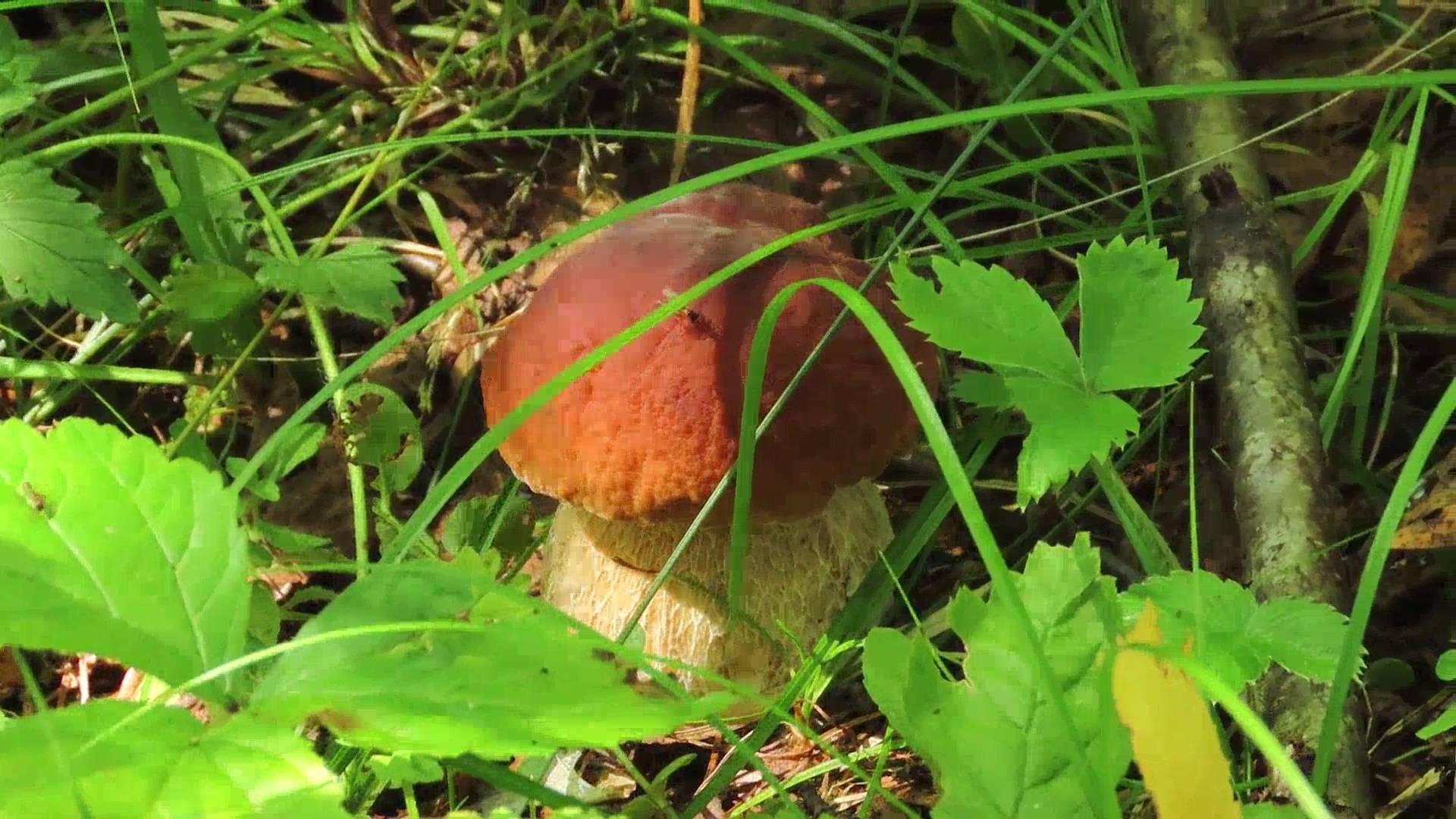 Тихая охота. Отличные трофеи из леса.