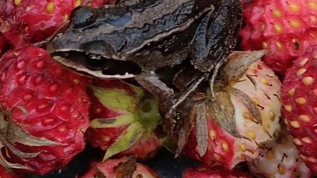 Лягушонок и клубника.