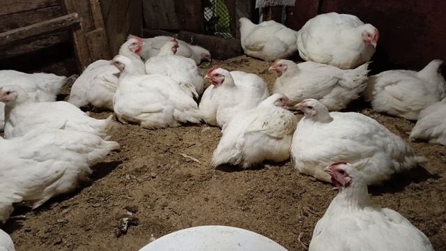 Выращивание бройлеров