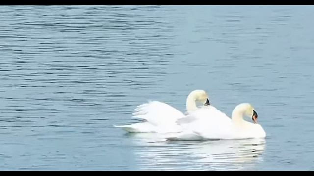 Ф.Шопен Вальс № 10.#топыкатегорий.