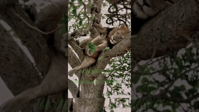 Доброй ночи!