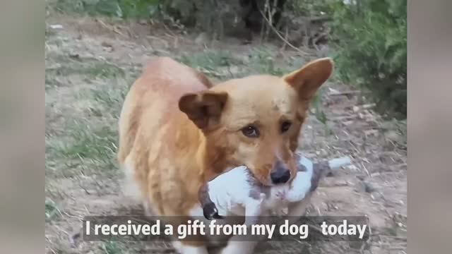 Щенки голодали, мама Корги передала одного человеку.