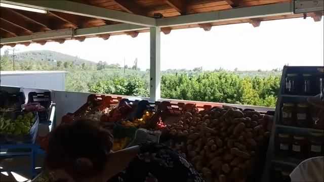 Инжир у Сони с Халкидики (Ситония)