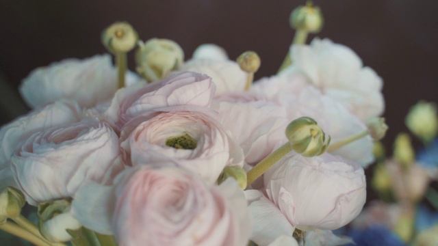 12376099_1920_1080_25fps