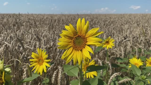 Поле подсолнухов в солнечную погоду
