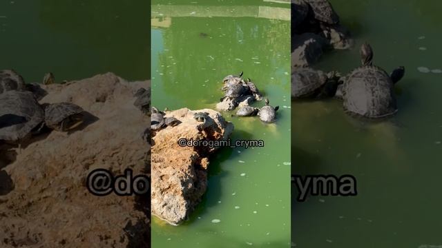 Севастополь