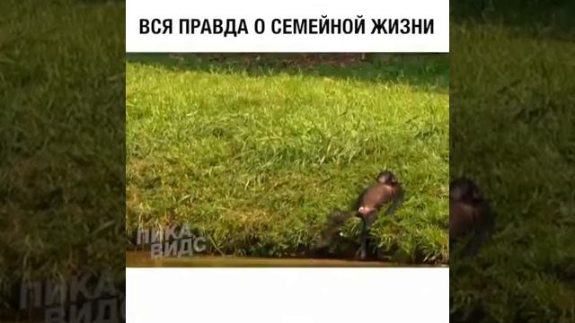 Вся правда о семейной жизни