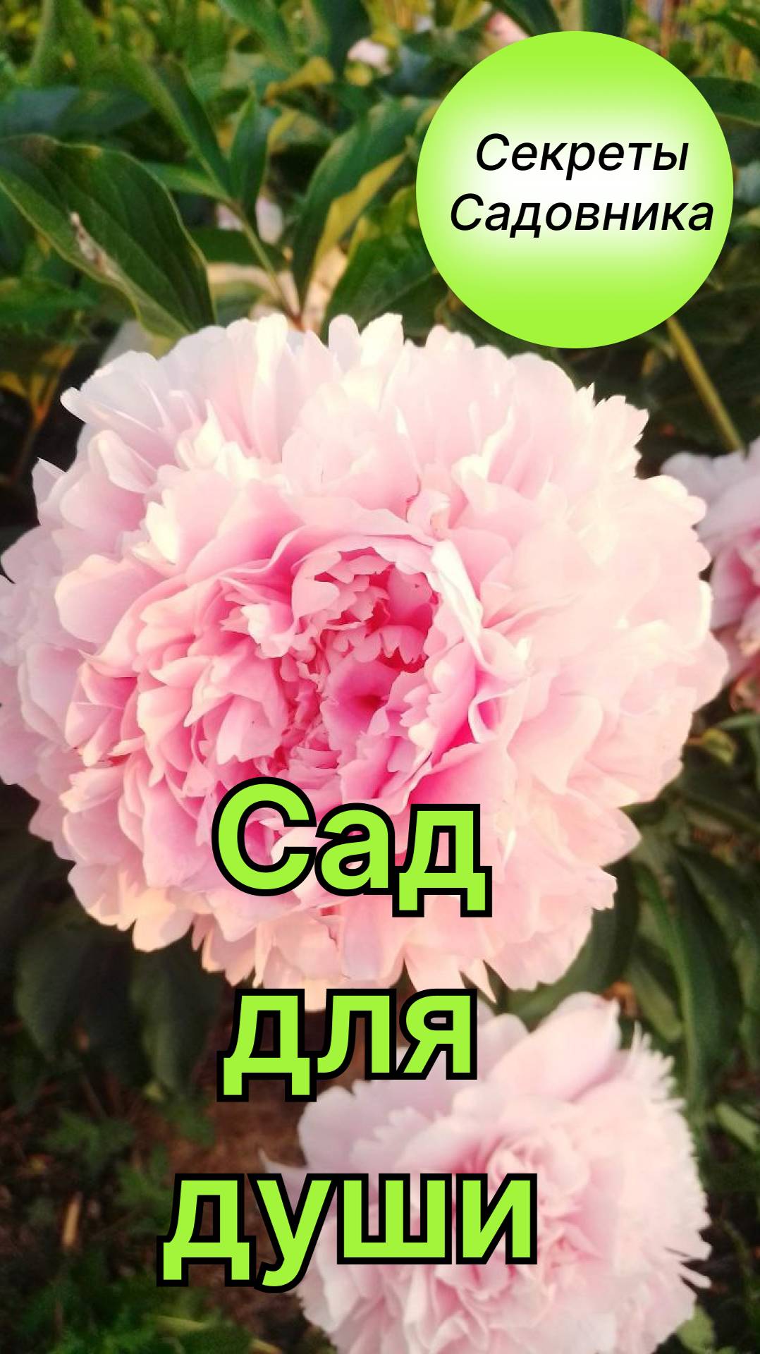 Сад для души