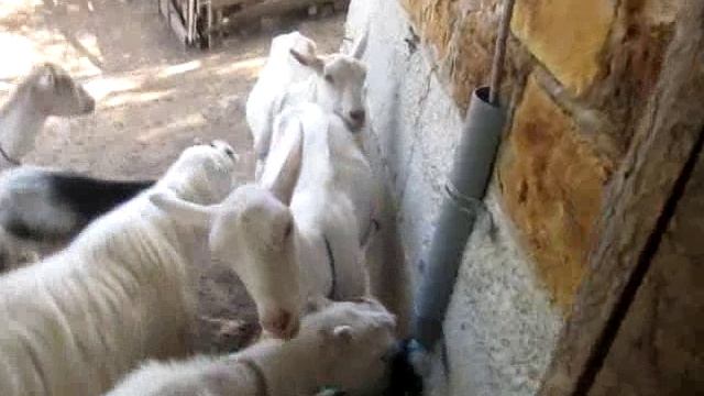 как  козы пьют из поилки