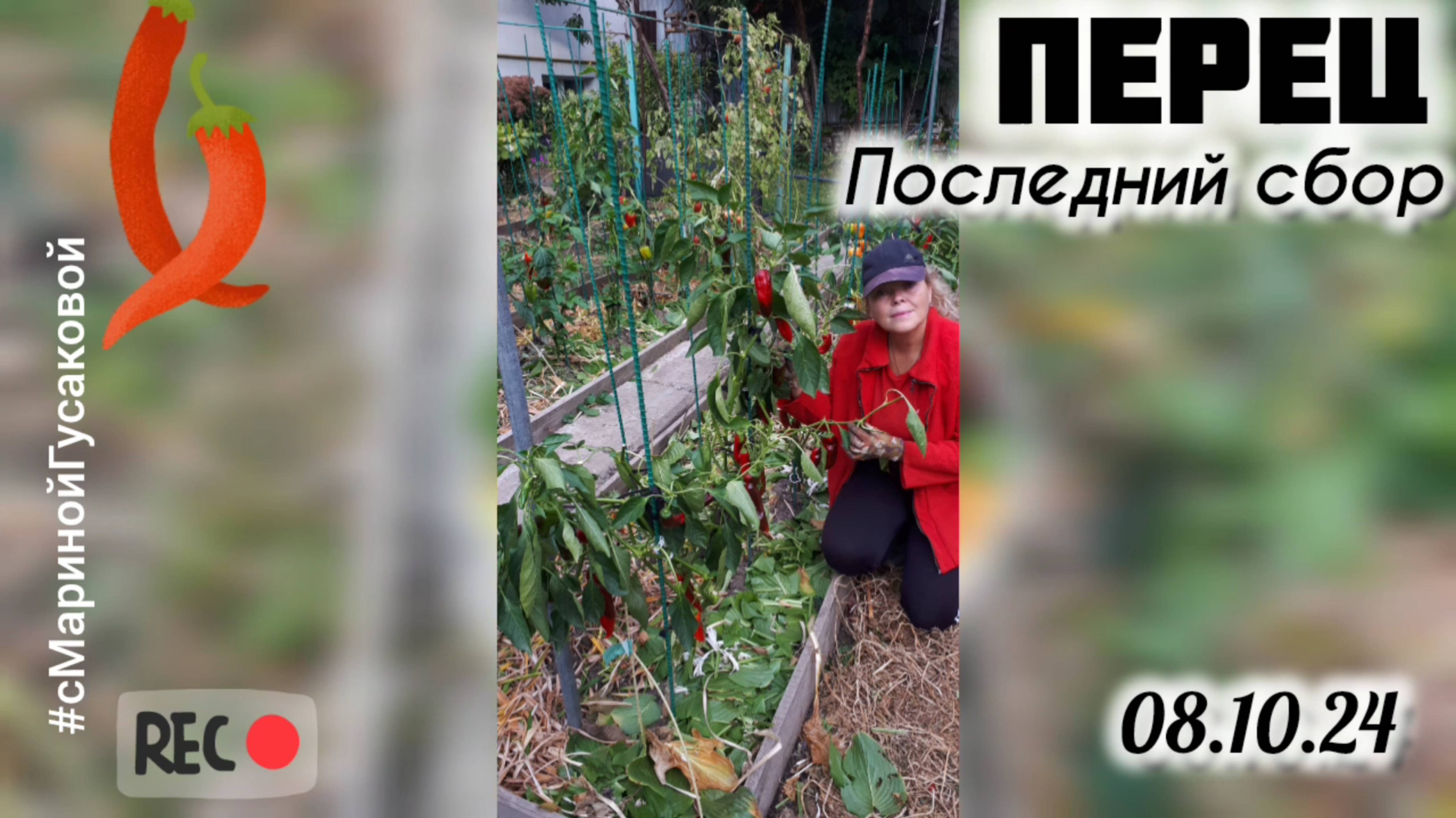 ПЕРЕЦ БОЛГАРСКИЙ ОГ последний сбор 🌶 УРОЖАЙ 🌶 с Мариной Гусаковой