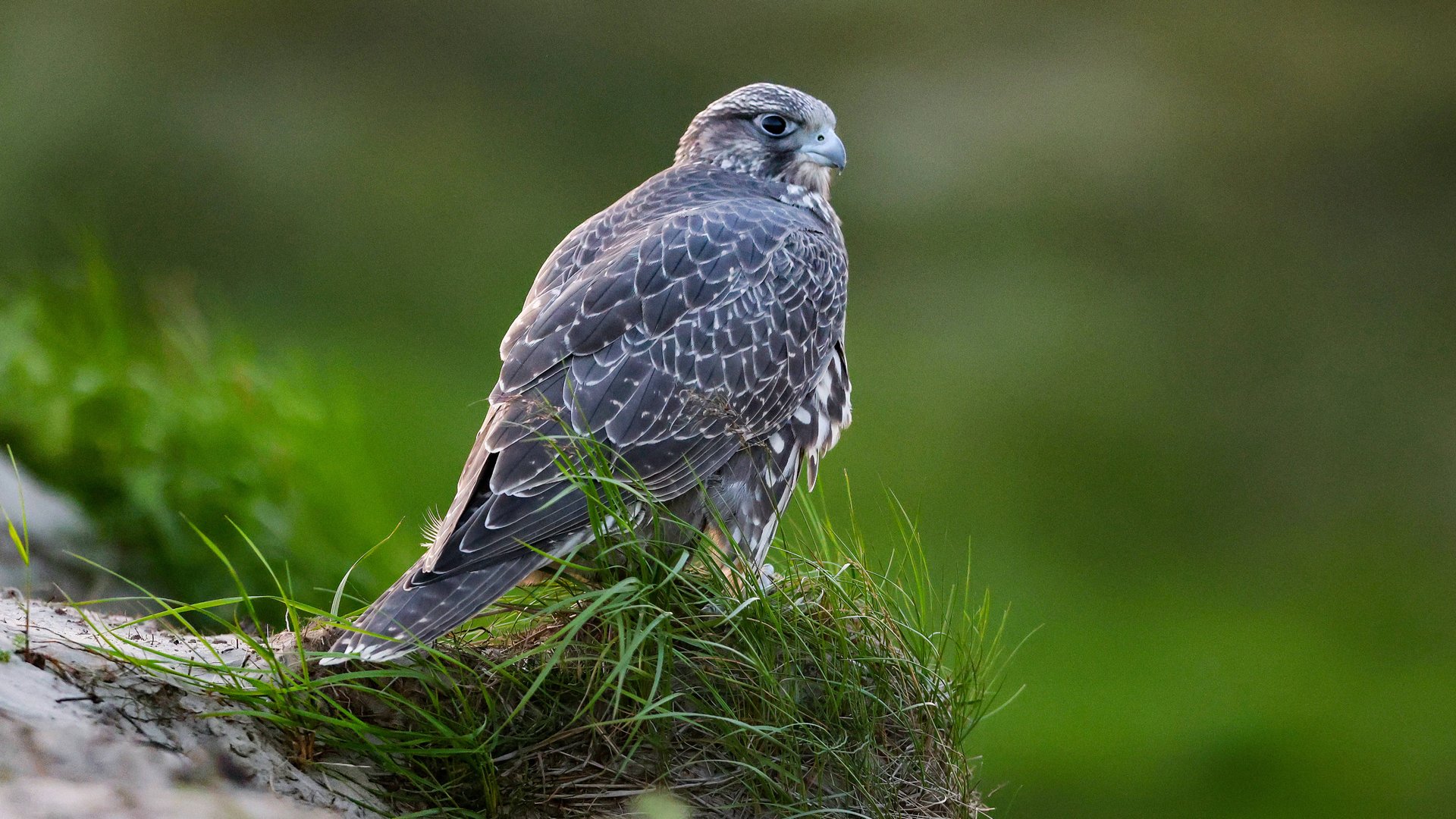 В поисках кречета (2021 г.)