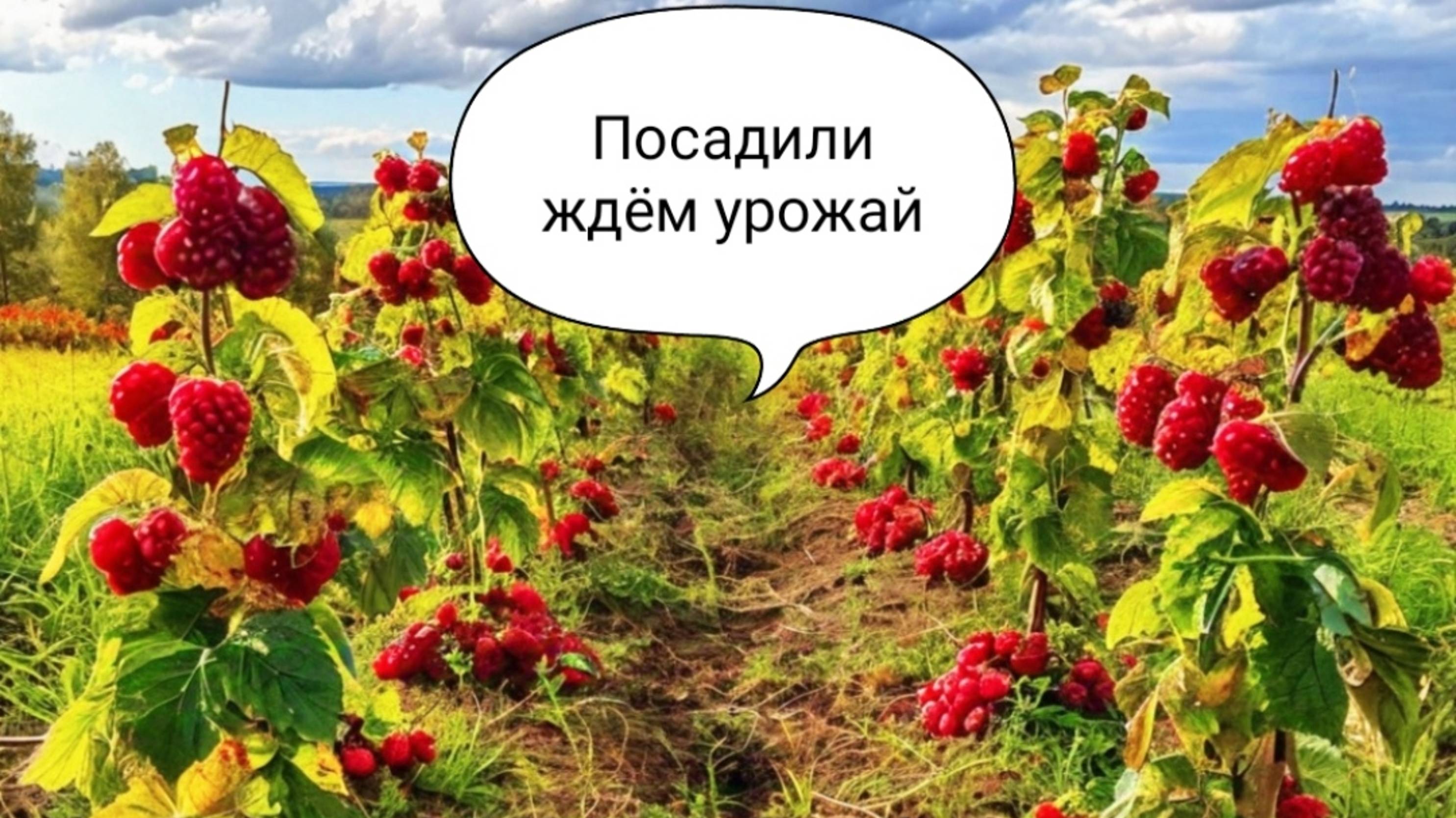 Света нет. Воды нет. Сажаем и поем песни . Любимый участок. Сад, огород и хлопоты загородом. Дача.