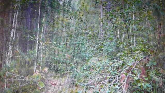 Ориентирование в лесу. Выход в точку входа по ориентирам