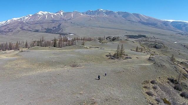 Весна в Алтайских горах. Курайская  Степь, Северо - чуйский хребет, май, 2022г.