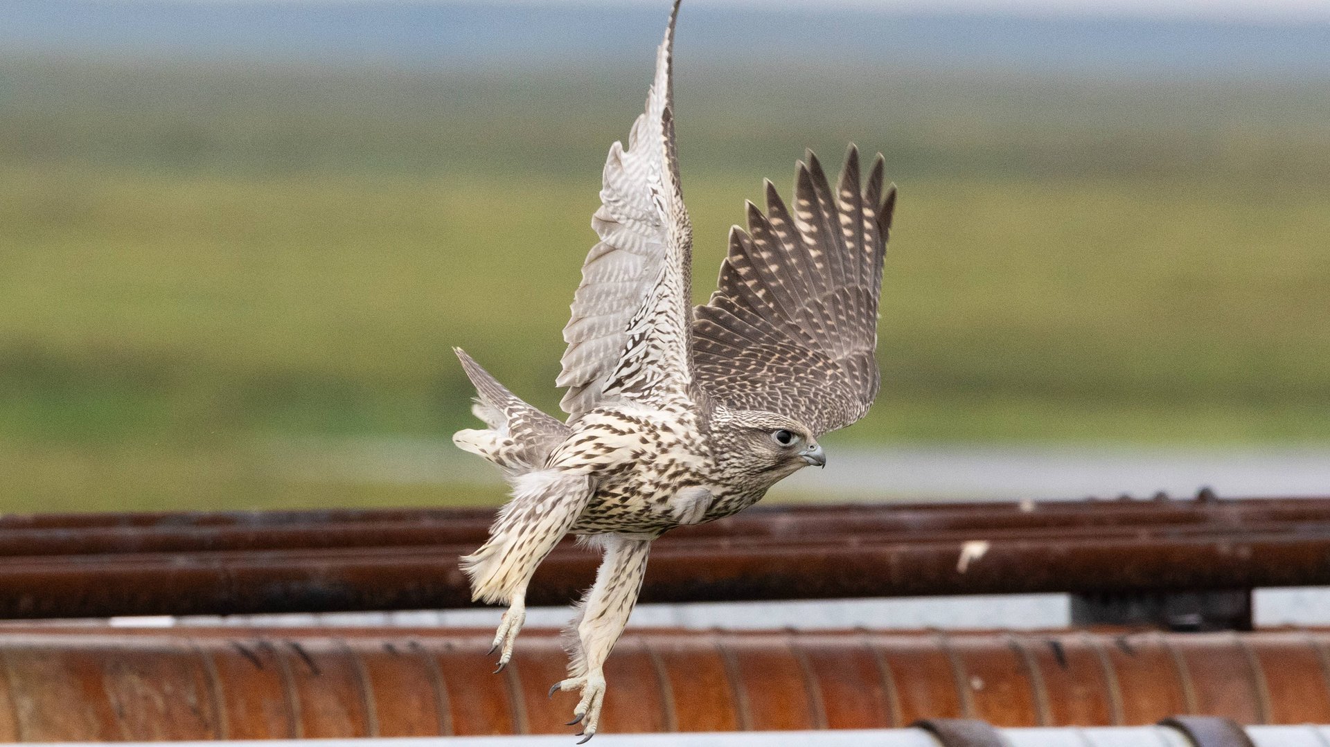 Ямбург: соколиное место рождение. Часть 2.  КРЕЧЕТ  (2023 г.)