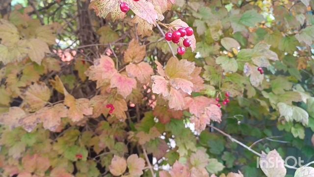 vlog //будни🍁🍂//семейное🎒🏫📚🎓 обучение