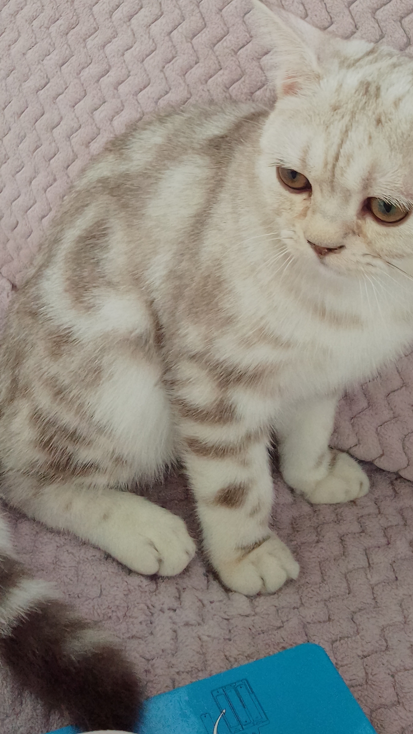 котик Эрмес выбирает что хочет выбрать 🍪🐈⬛😍🐈🌺