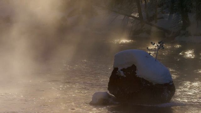 Рыжая рысь – один из немногих охотников, остающихся активными зимой.
