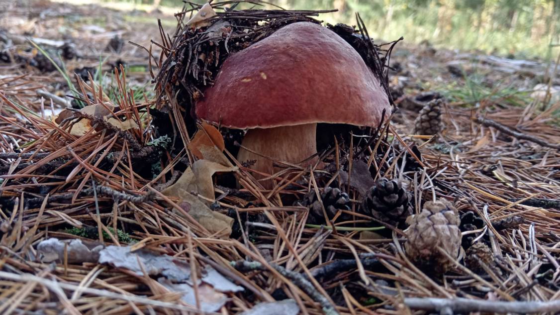 Белые Бугровые появились (25.08.2024 г.)